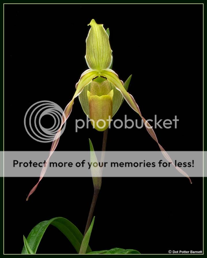 Phrag. roezlii | Slippertalk Orchid Forum