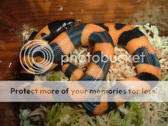 how to `capture` iridescence in snakes | Reptile Forums