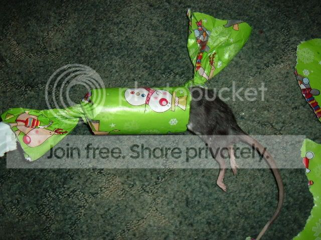 RFUK Official Christmas Competition! | Reptile Forums