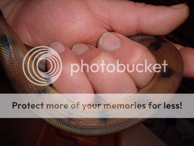 how to `capture` iridescence in snakes | Reptile Forums