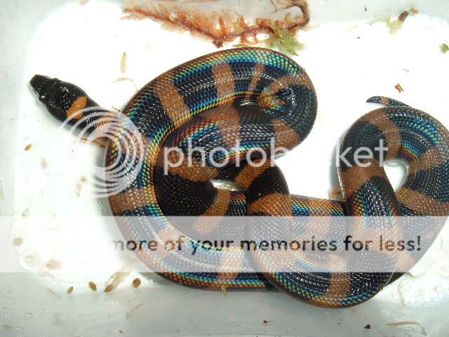 how to `capture` iridescence in snakes | Reptile Forums