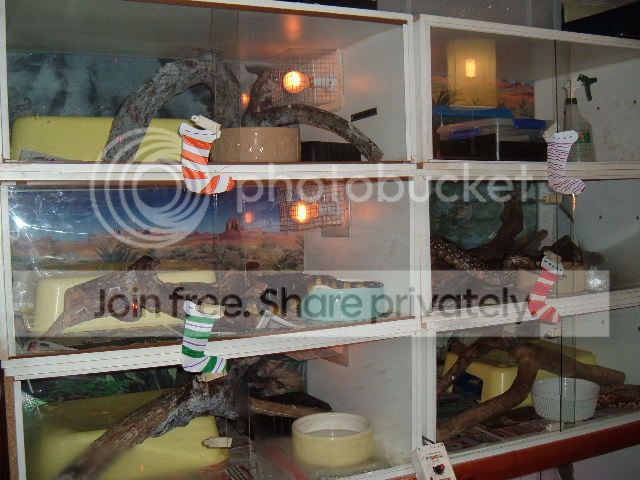 RFUK Official Christmas Competition! | Reptile Forums