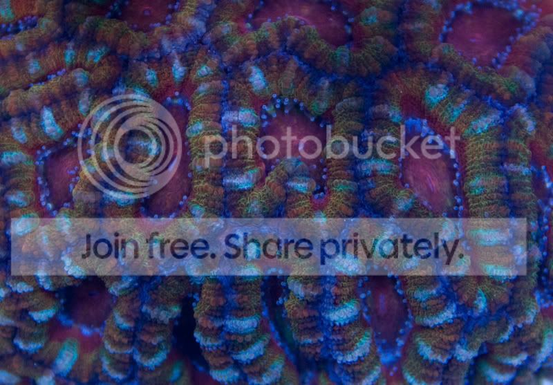 SPS and LPS For Sale!!! | Reef2Reef