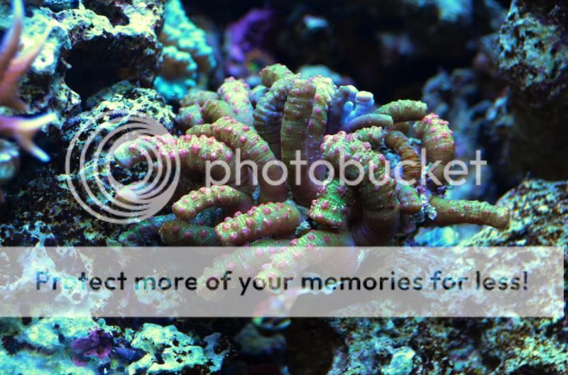 Pretty snake polyps? | Reef2Reef