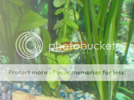 Swordtail - Common | Fish Forum