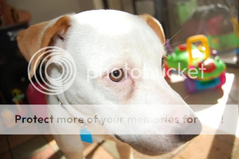 Toby the new dog! but what is he???? | BladeForums.com