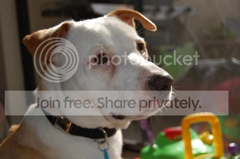 Toby the new dog! but what is he???? | BladeForums.com