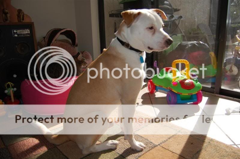 Toby the new dog! but what is he???? | BladeForums.com