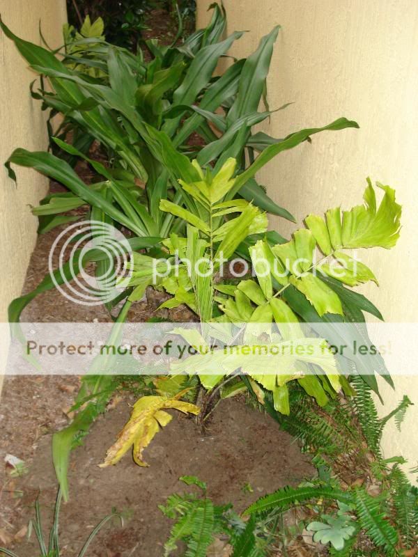 PiousPalms Plants Prickly Palms - DISCUSSING PALM TREES WORLDWIDE ...