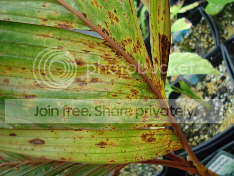 Nutrition deficiency? - DISCUSSING PALM TREES WORLDWIDE - PalmTalk