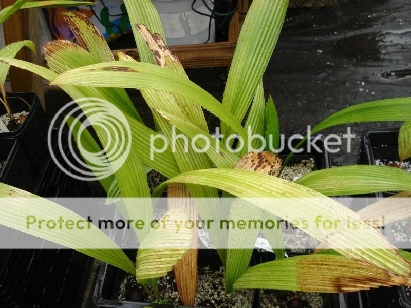 De-devoided of palms... - DISCUSSING PALM TREES WORLDWIDE - PalmTalk