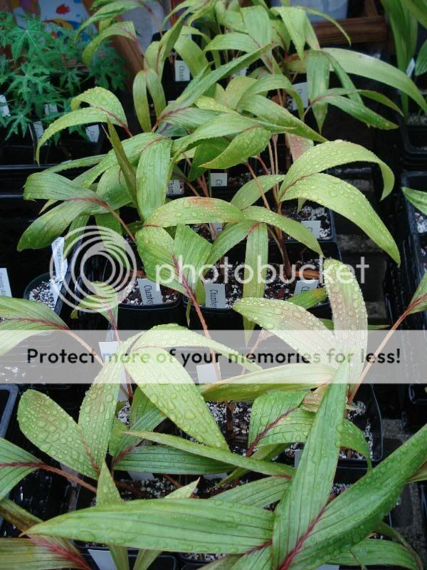 De-devoided of palms... - DISCUSSING PALM TREES WORLDWIDE - PalmTalk