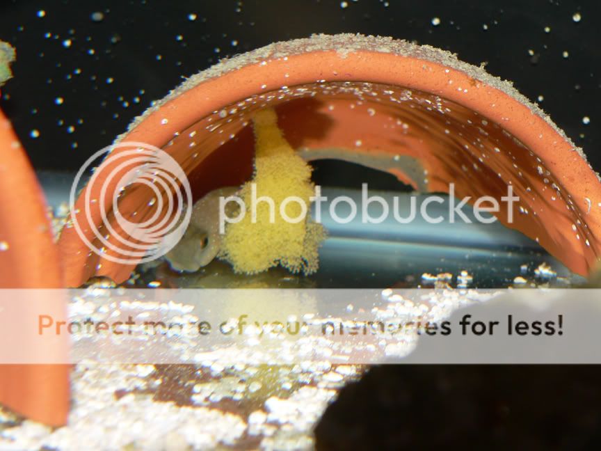 Watchman Goby eggs? - Reef Central Online Community