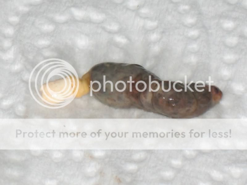 Poop Assesment, Dehydrated? | Chameleon Forums