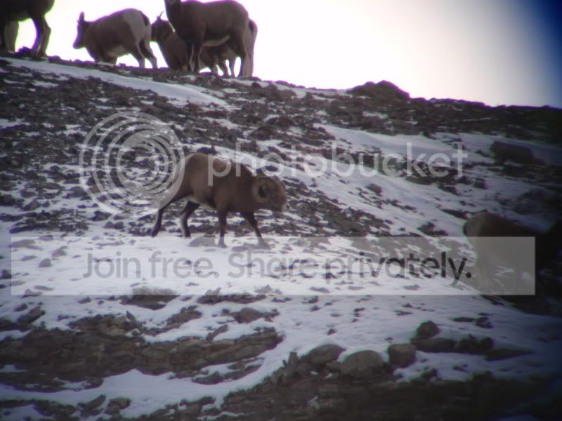 Wife's November Cadomin Alberta Sheep Hunt